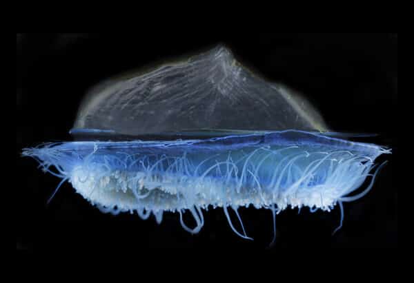 Greg Rouse: Spineless – Viewpoint Photographic Art Center