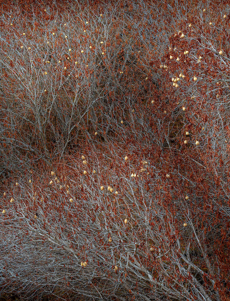 Scott Atkinson – Viewpoint Photographic Art Center