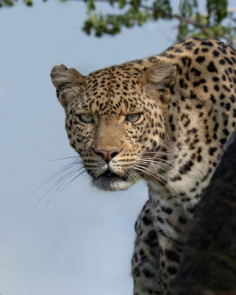 Wong_Steel Leopard Eyes – Viewpoint Photographic Art Center